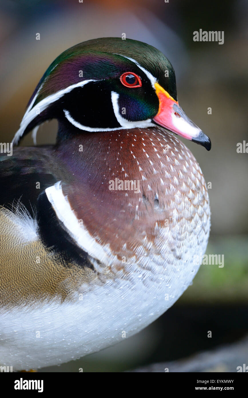 Acorn duck hi-res stock photography and images - Alamy