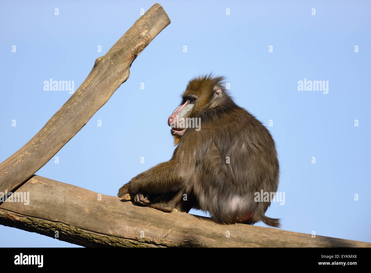 Side view of mandrill hi-res stock photography and images - Alamy