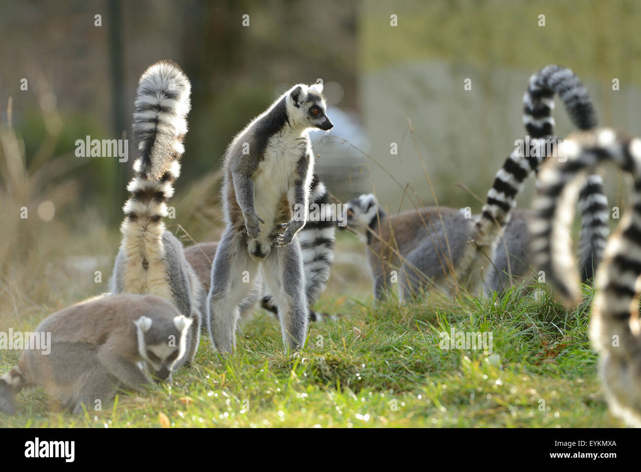 Body head hi-res stock photography and images - Alamy