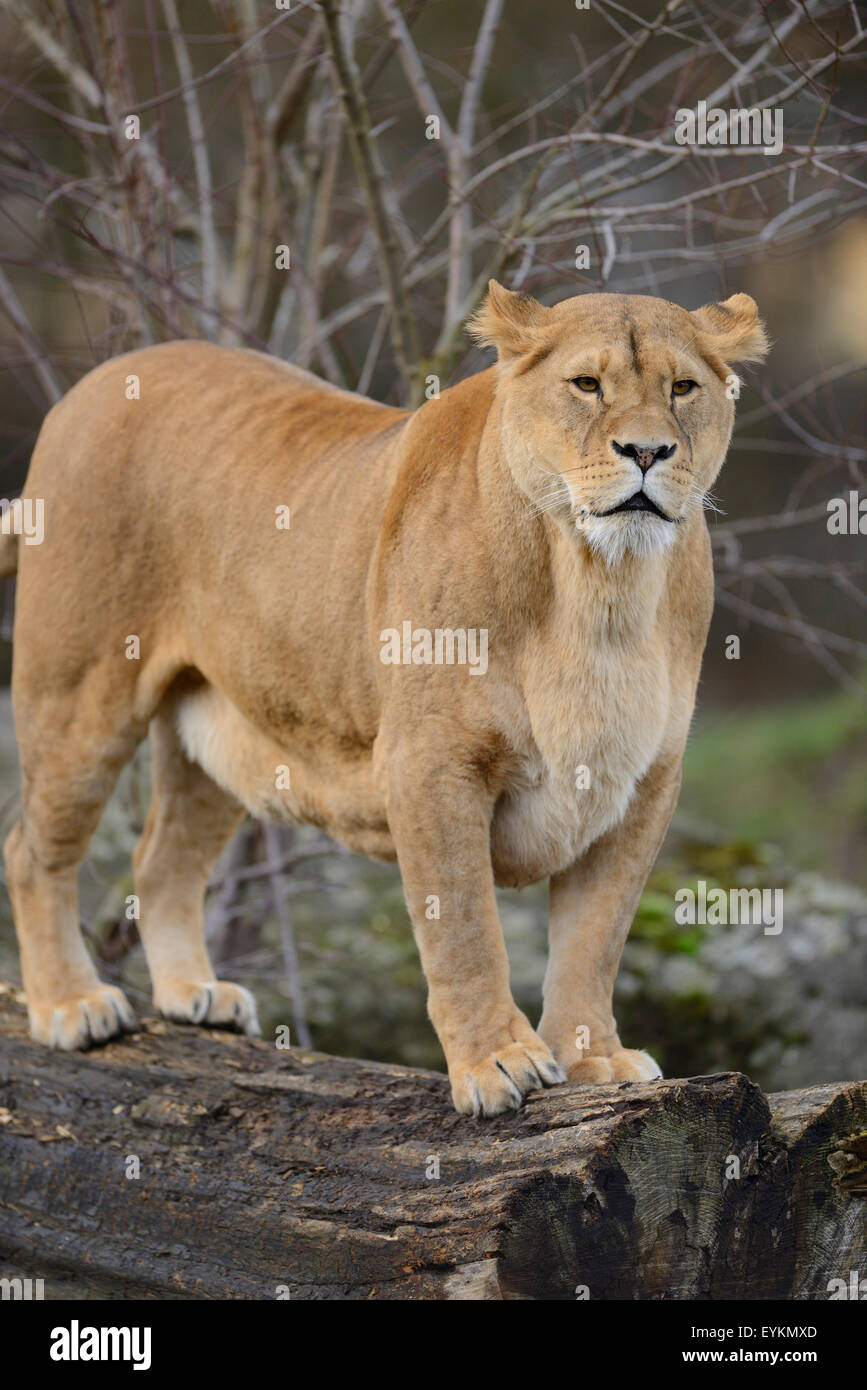 Lion stand hi-res stock photography and images - Alamy
