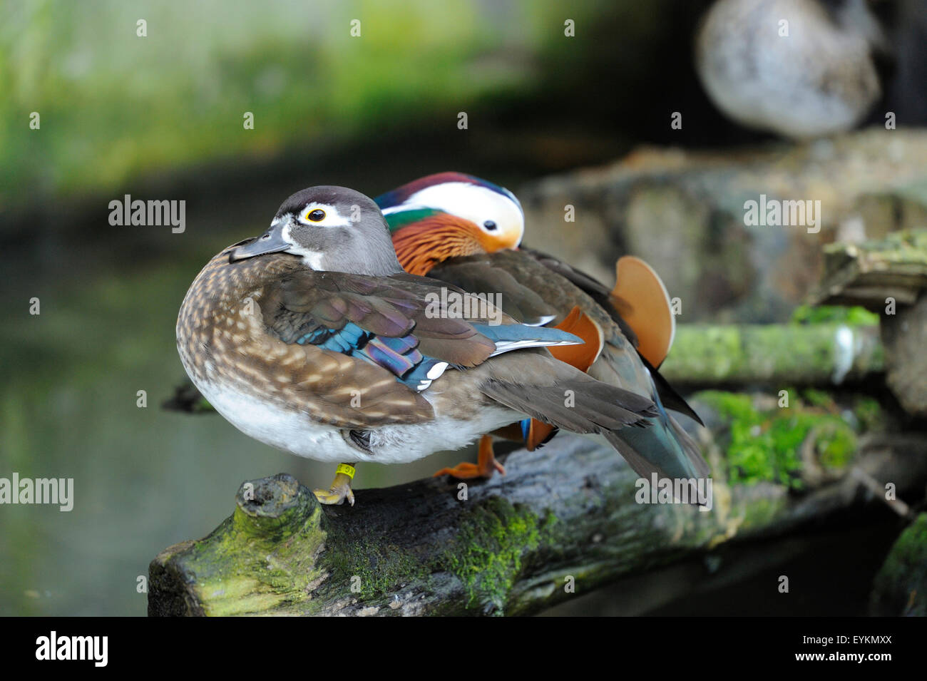 acorn duck, Aix sponsa, whole body, lateral Stock Photo - Alamy