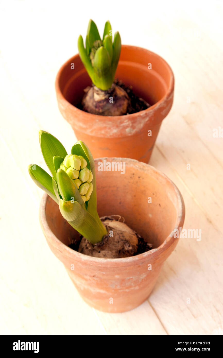 Spring, garden, bulb, plants Stock Photo - Alamy