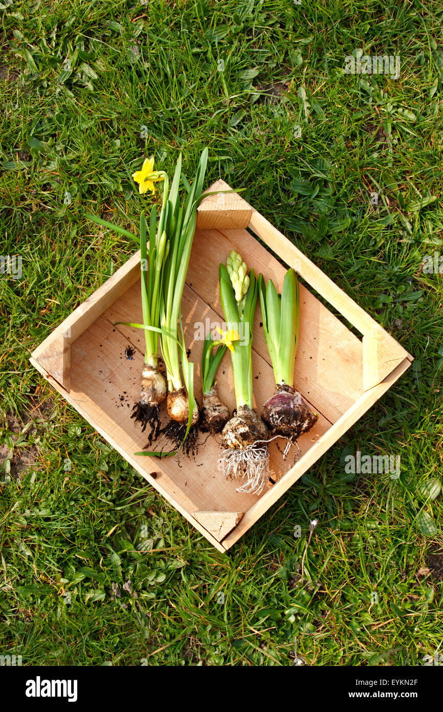 Spring, garden, bulb, plants Stock Photo - Alamy