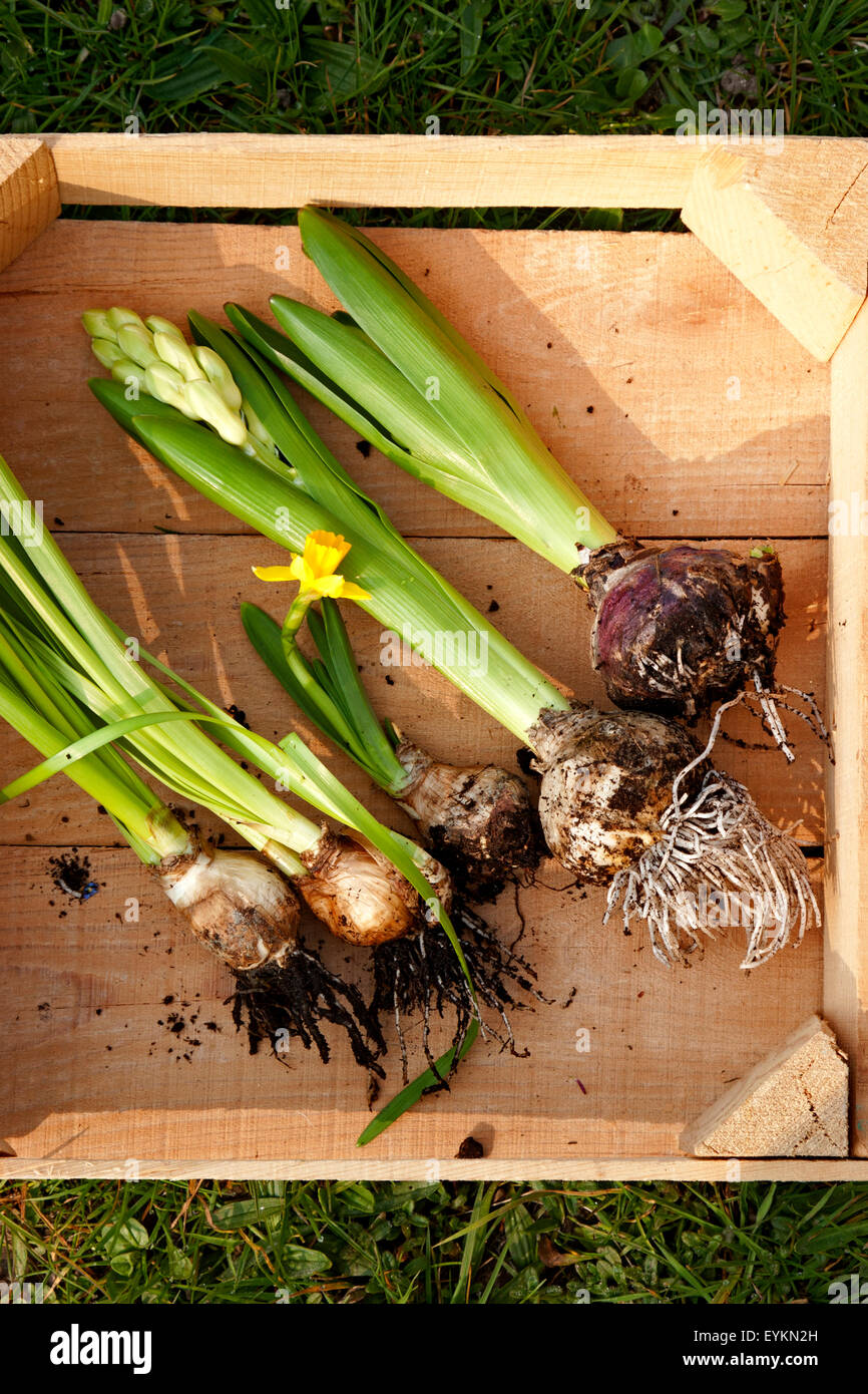 Spring, garden, bulb, plants Stock Photo - Alamy