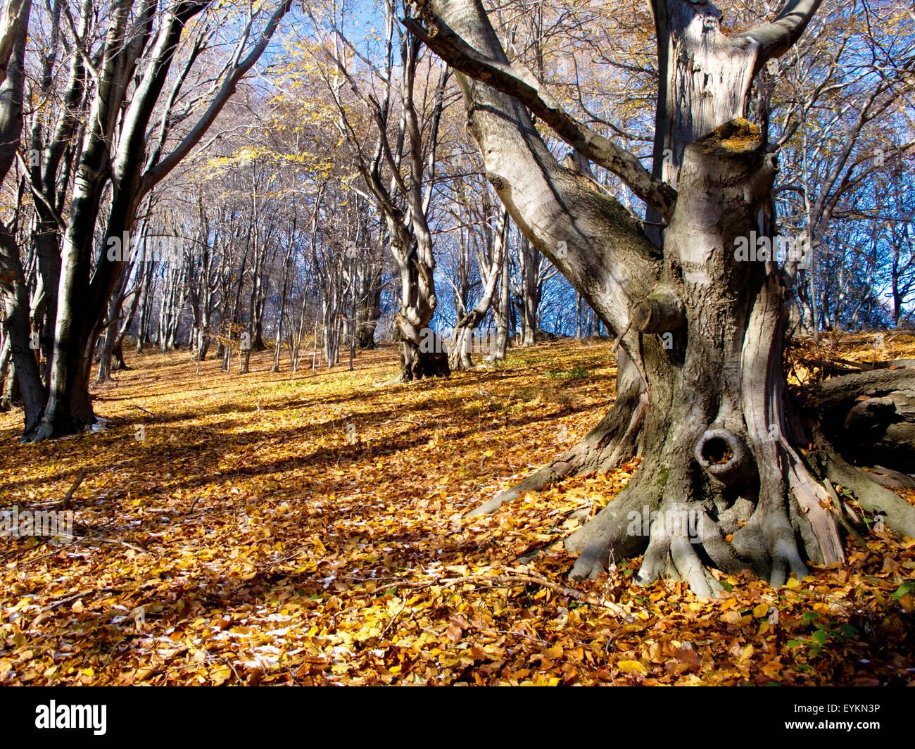 Misty tree in autumn colors Stock Photo - Alamy
