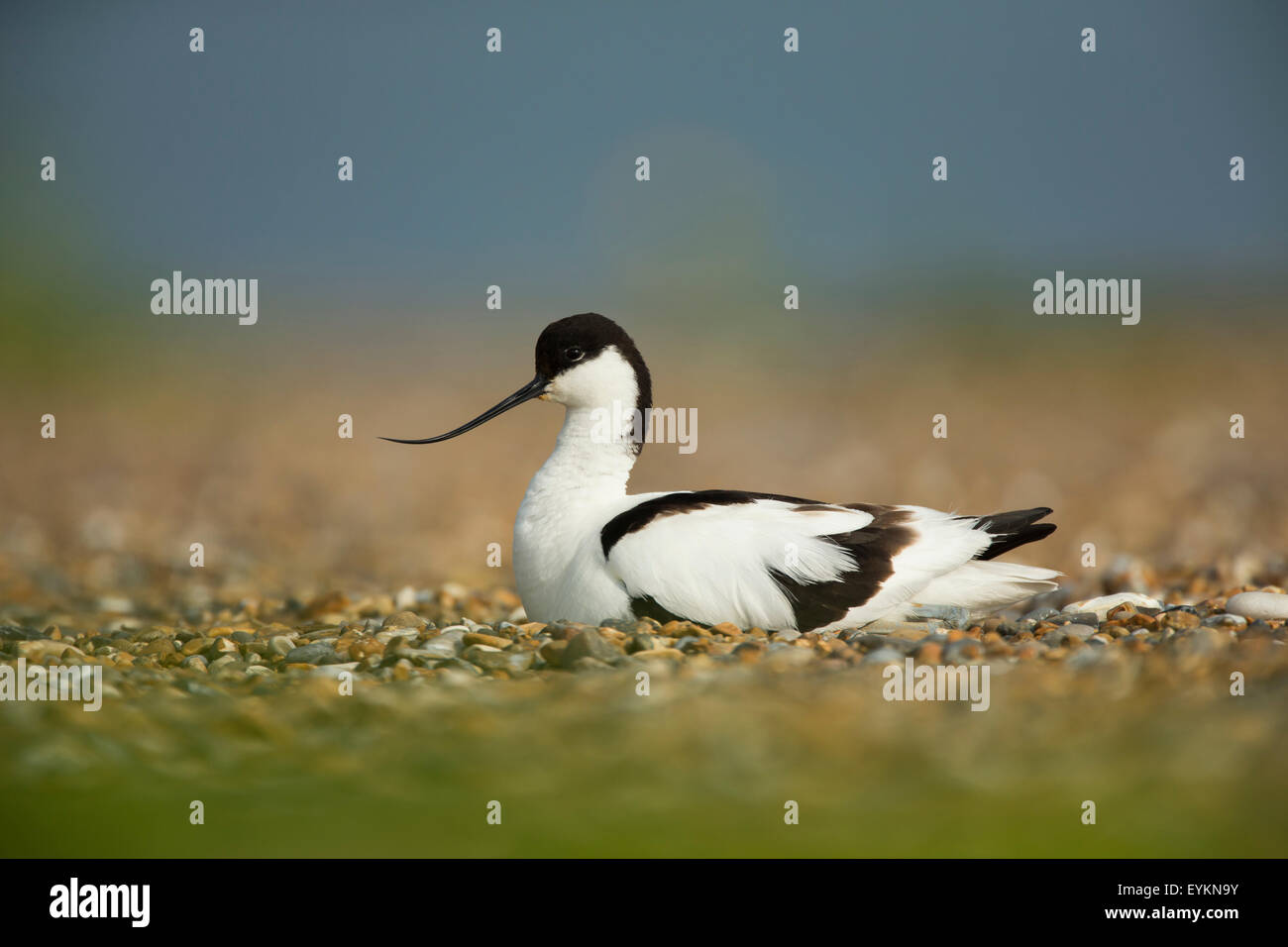 Avocet eggs hi-res stock photography and images - Alamy