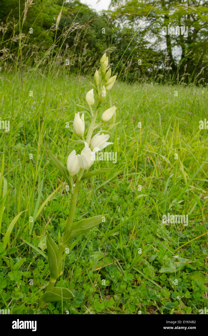 White Helleborine [Cephalanthera damasonium]. May. West Sussex Stock ...