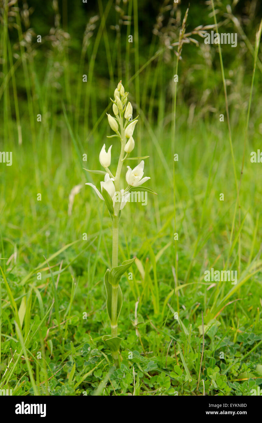 White Helleborine [Cephalanthera damasonium]. May. West Sussex Stock ...