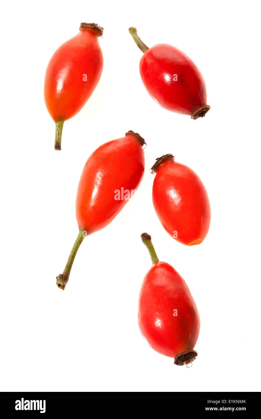 Rose hip plants Cut Out Stock Images & Pictures - Alamy