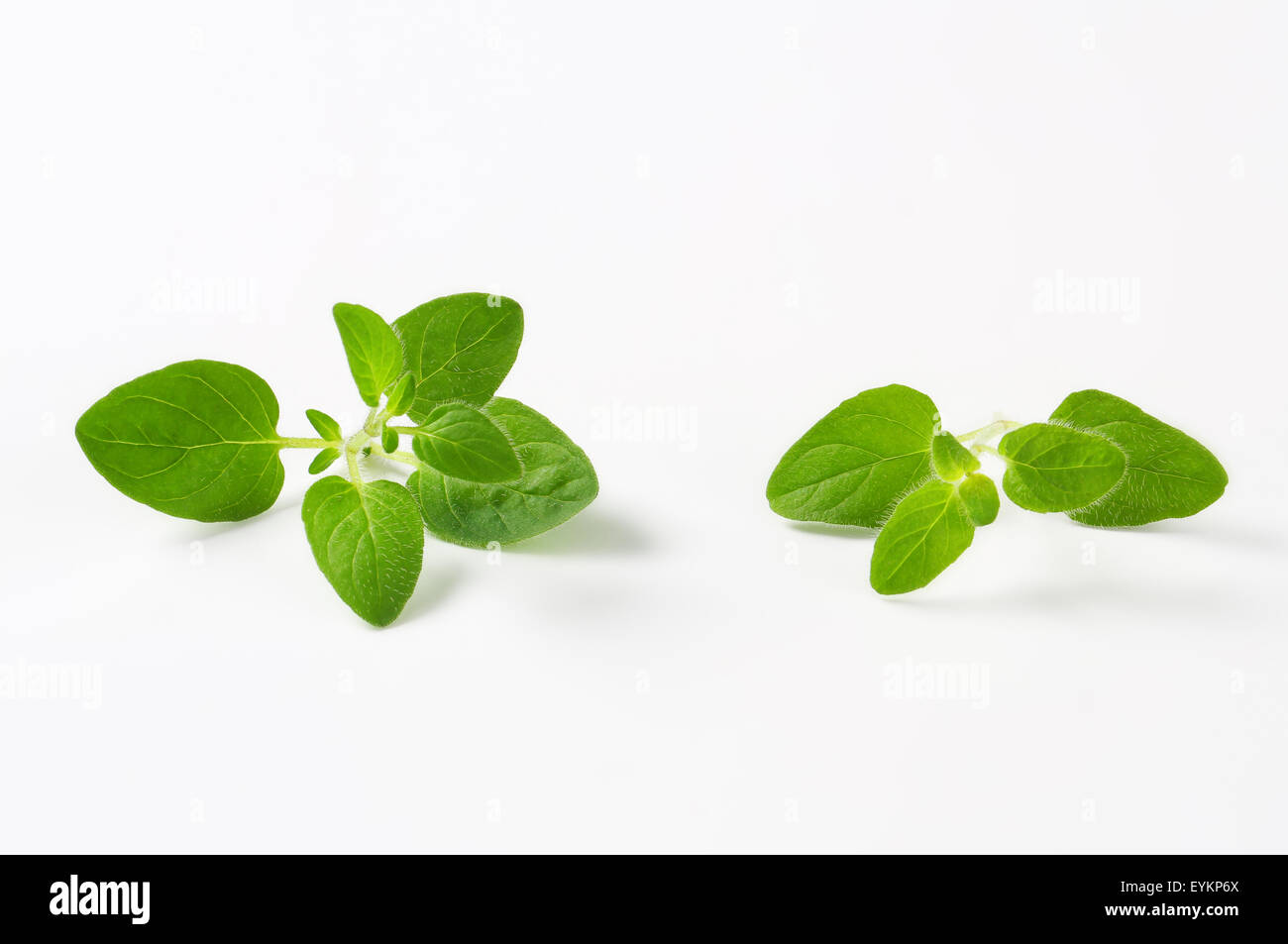 Oregano culinary herb hi-res stock photography and images - Alamy