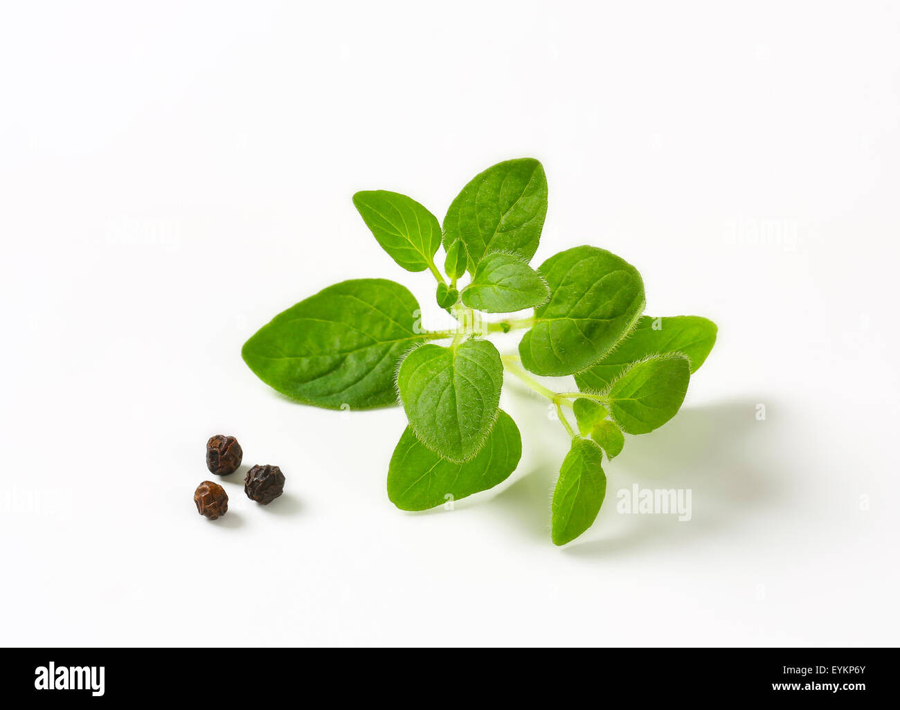 Oregano sprig hi-res stock photography and images - Alamy