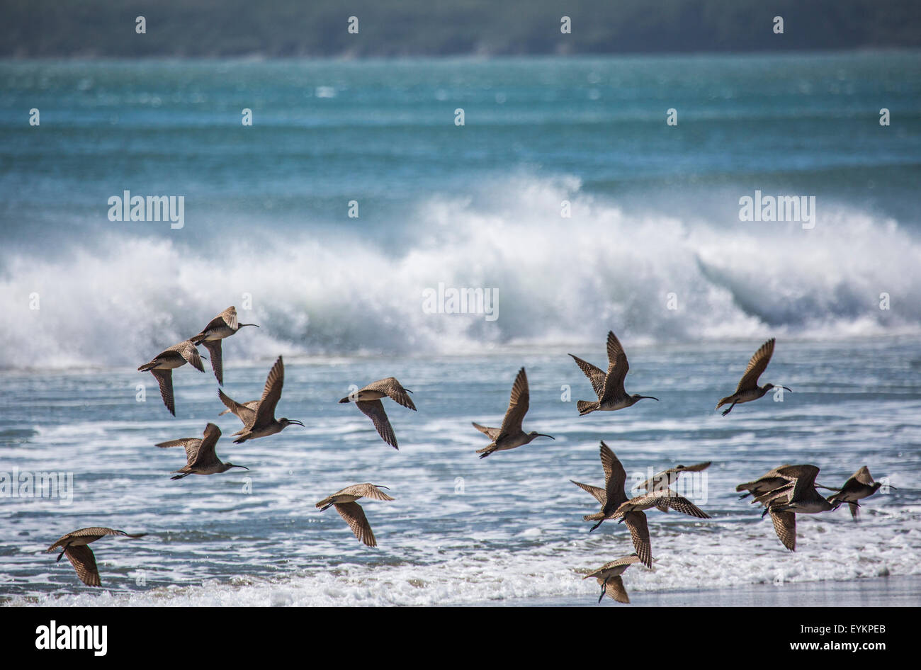 Flock of long-billed curlew in flight over the waves Stock Photo - Alamy