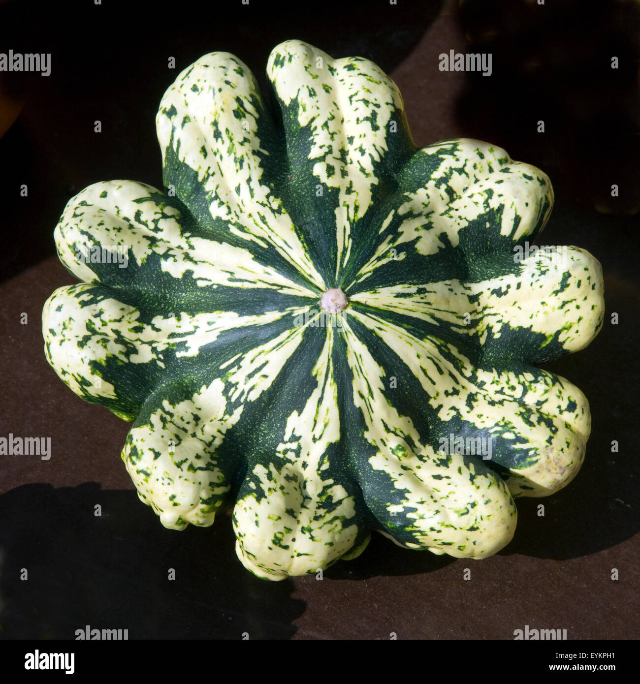 Patisson Plant High Resolution Stock Photography and Images - Alamy