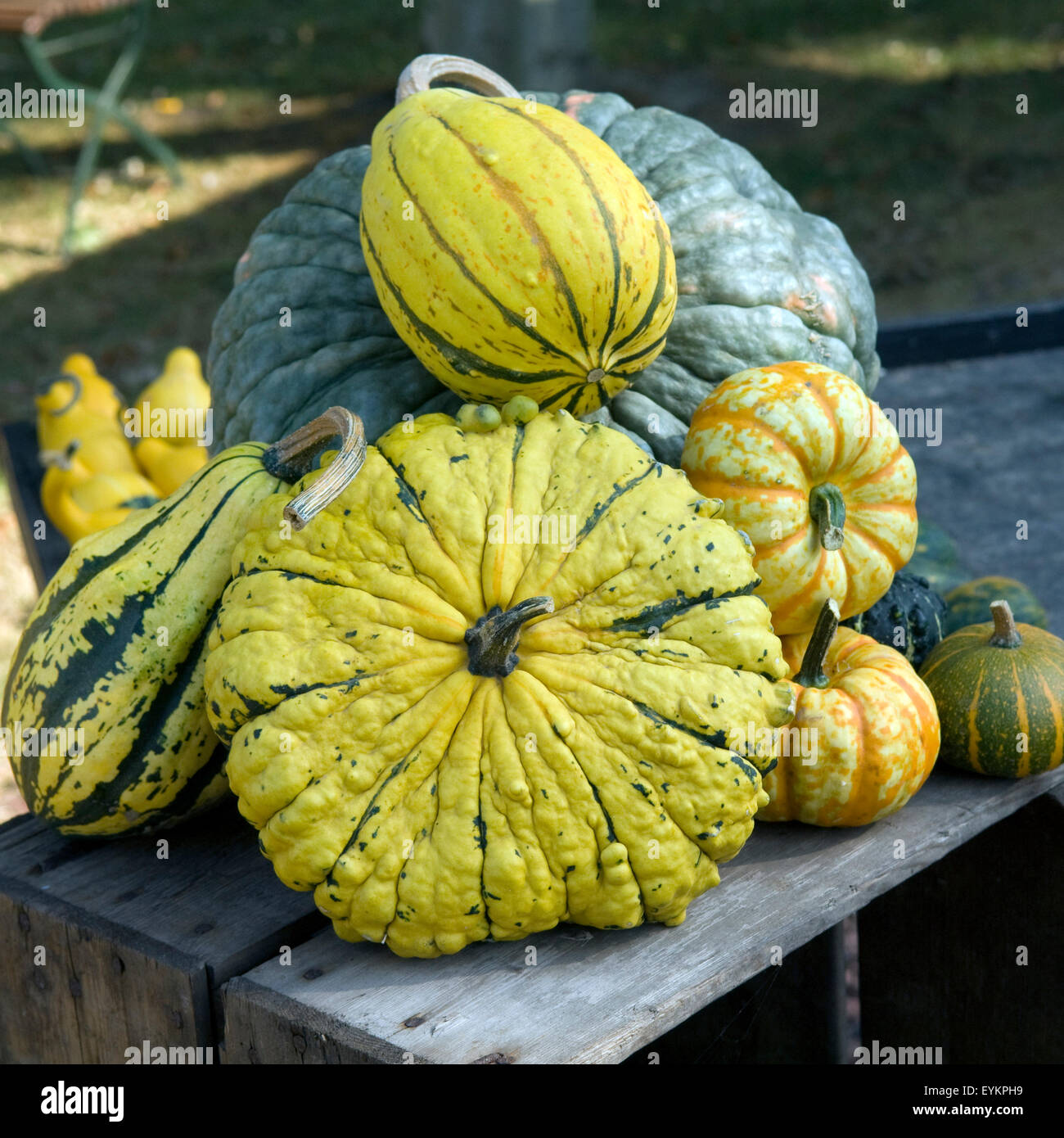 Kuerbis, Cucurbita, pepo Stock Photo - Alamy