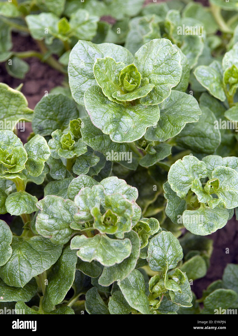 Olluco hi-res stock photography and images - Alamy