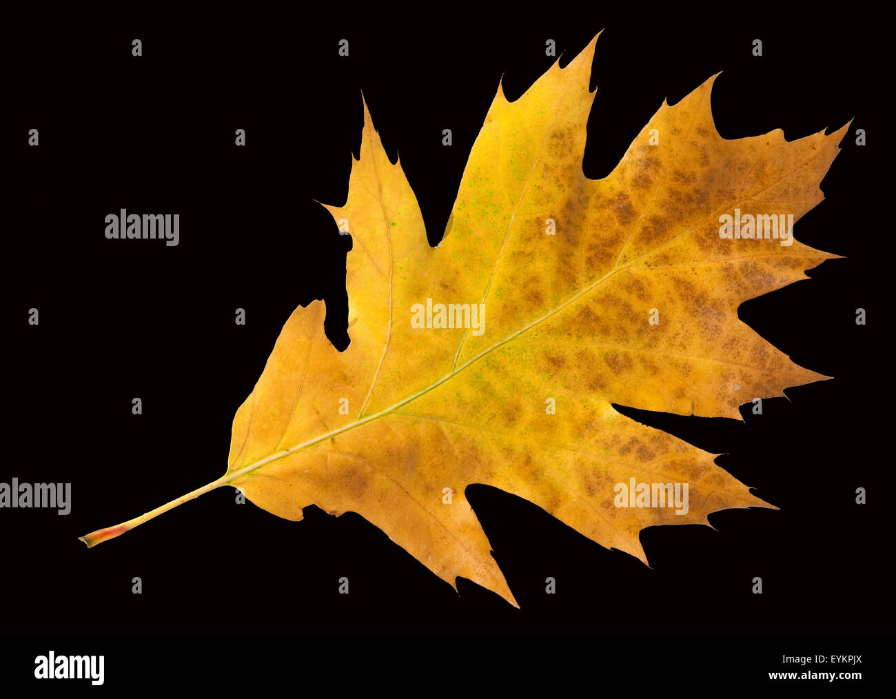 Eichenblatt High Resolution Stock Photography and Images - Alamy