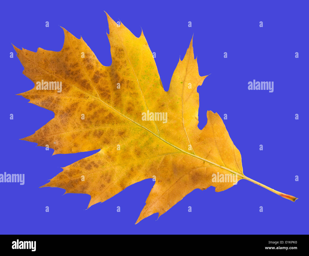 Laub eichenblatt hi-res stock photography and images - Alamy