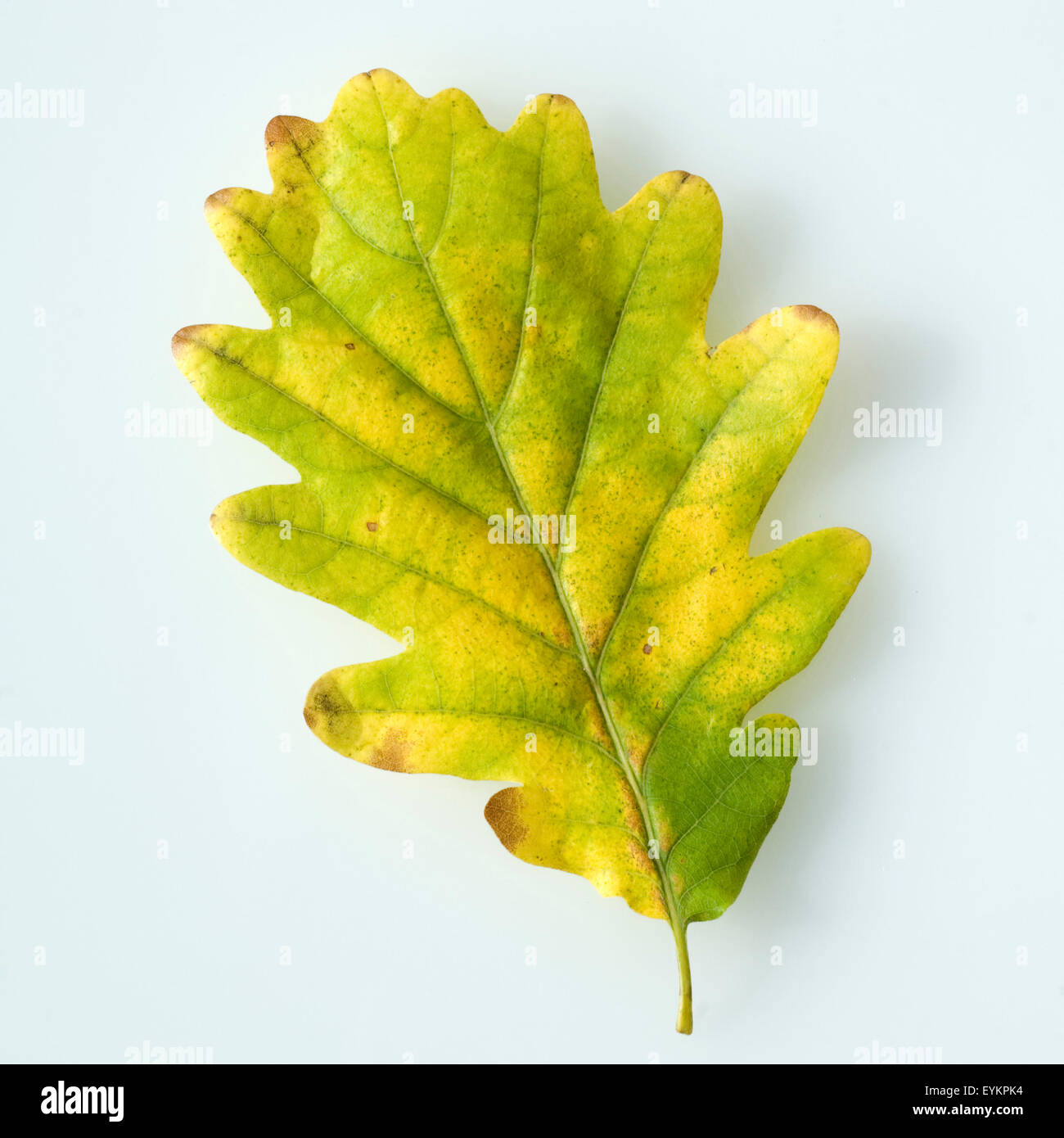 Eichenblatt High Resolution Stock Photography and Images - Alamy