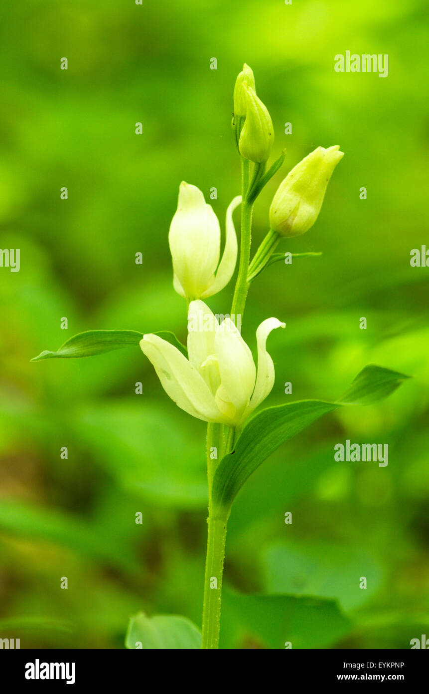 White helleborine cephalanthera damasonium hi-res stock photography and ...