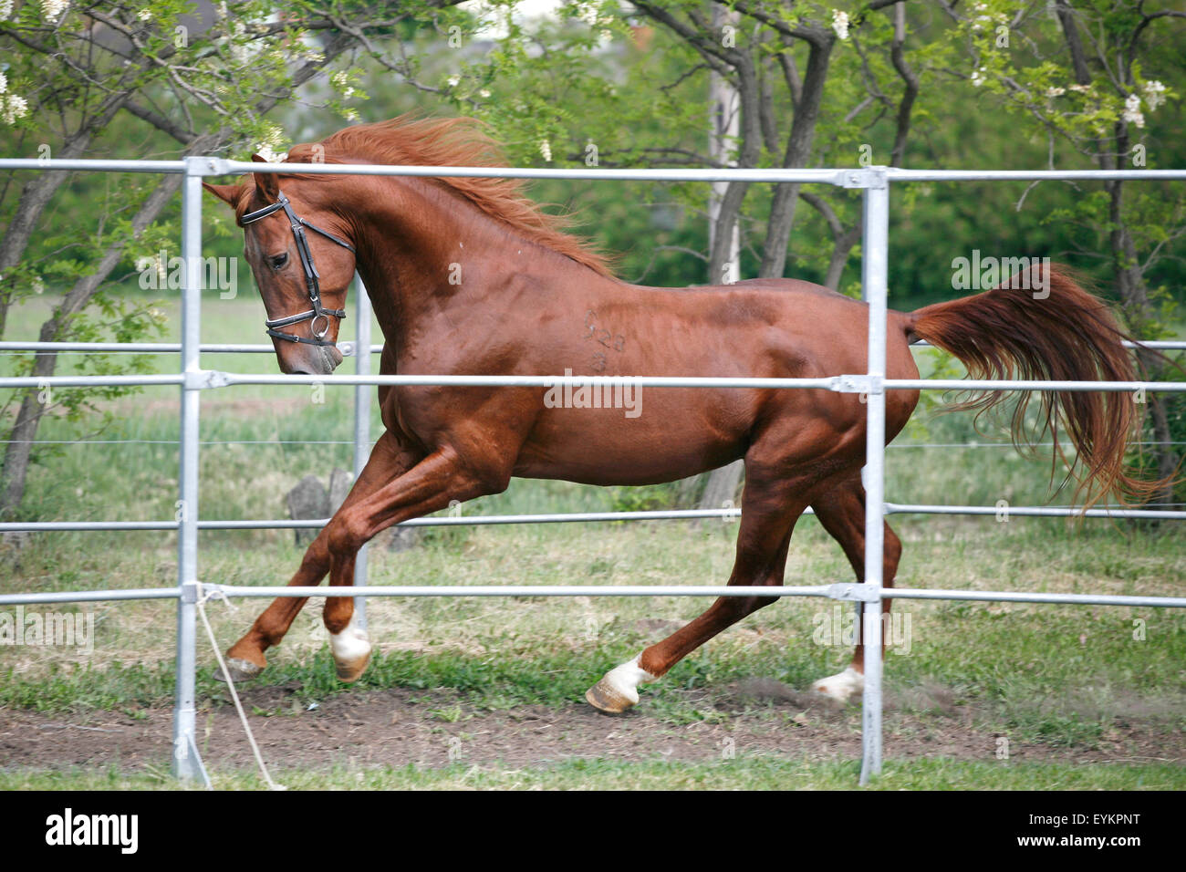 Horse galloping fast no people hi-res stock photography and images - Alamy