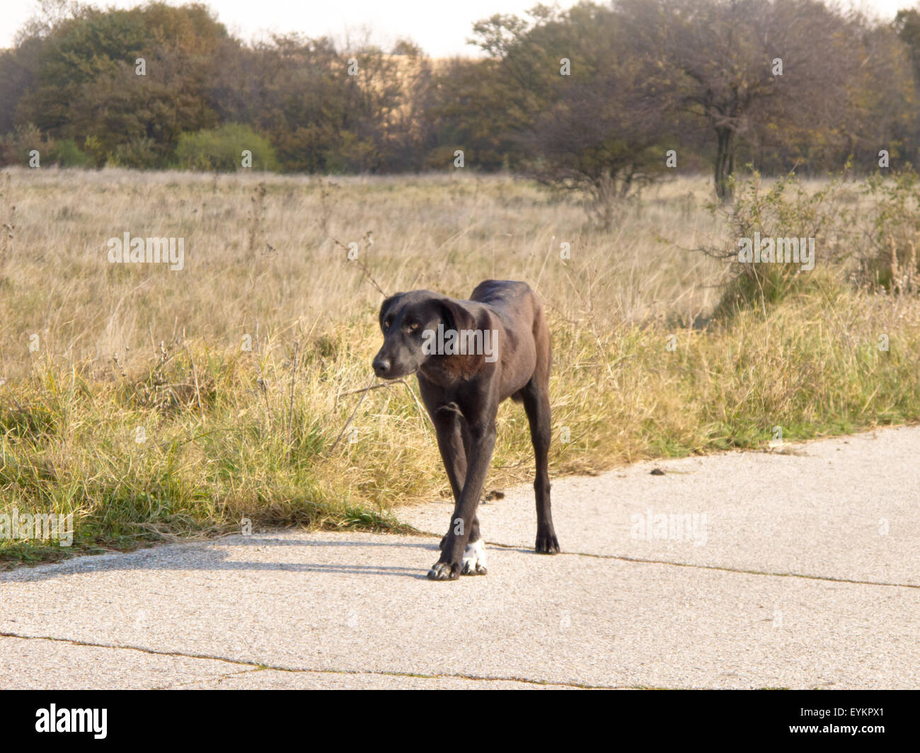 Standing poor dog hi-res stock photography and images - Alamy