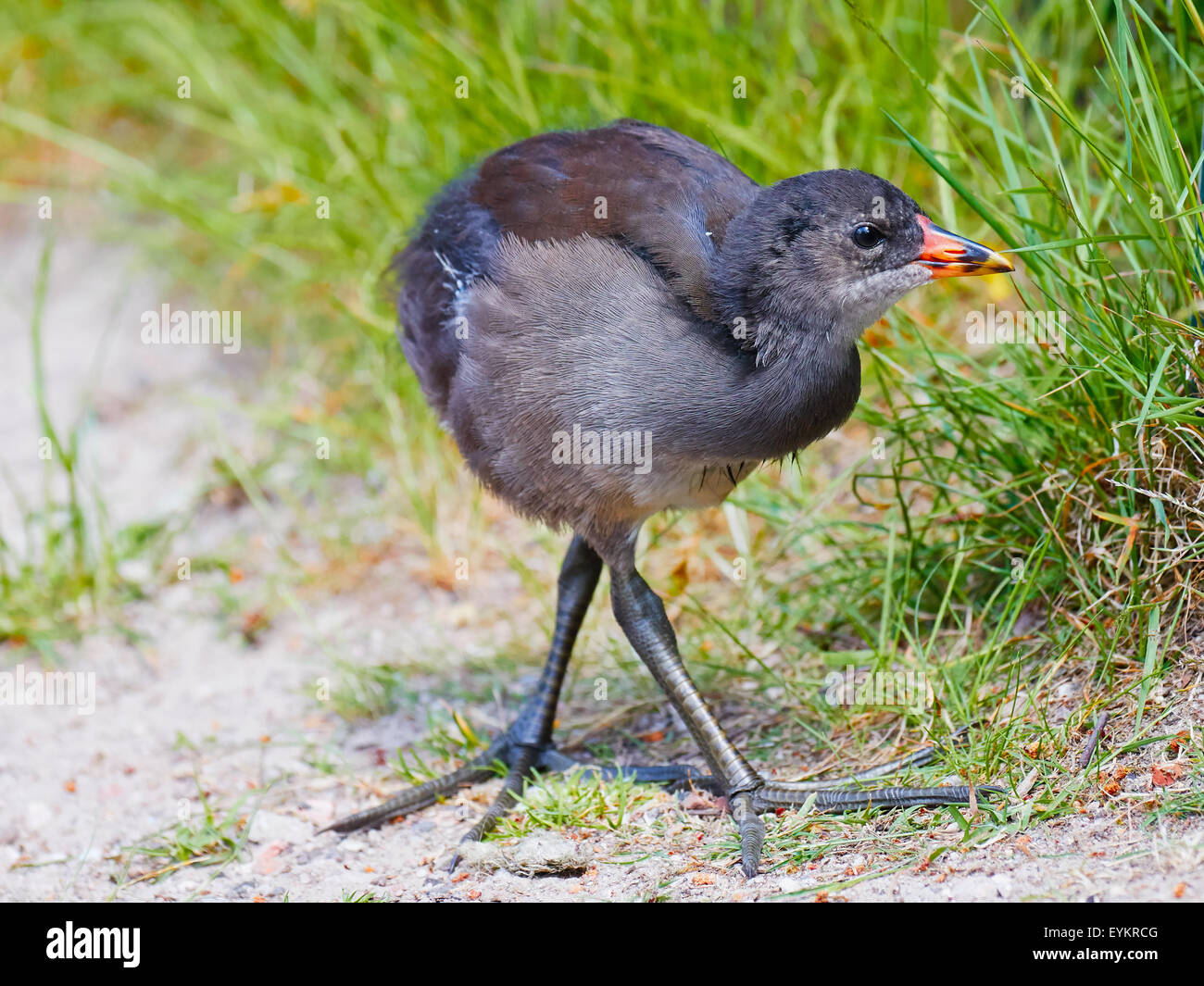 Young Common Moorhen in a meadow Stock Photo - Alamy