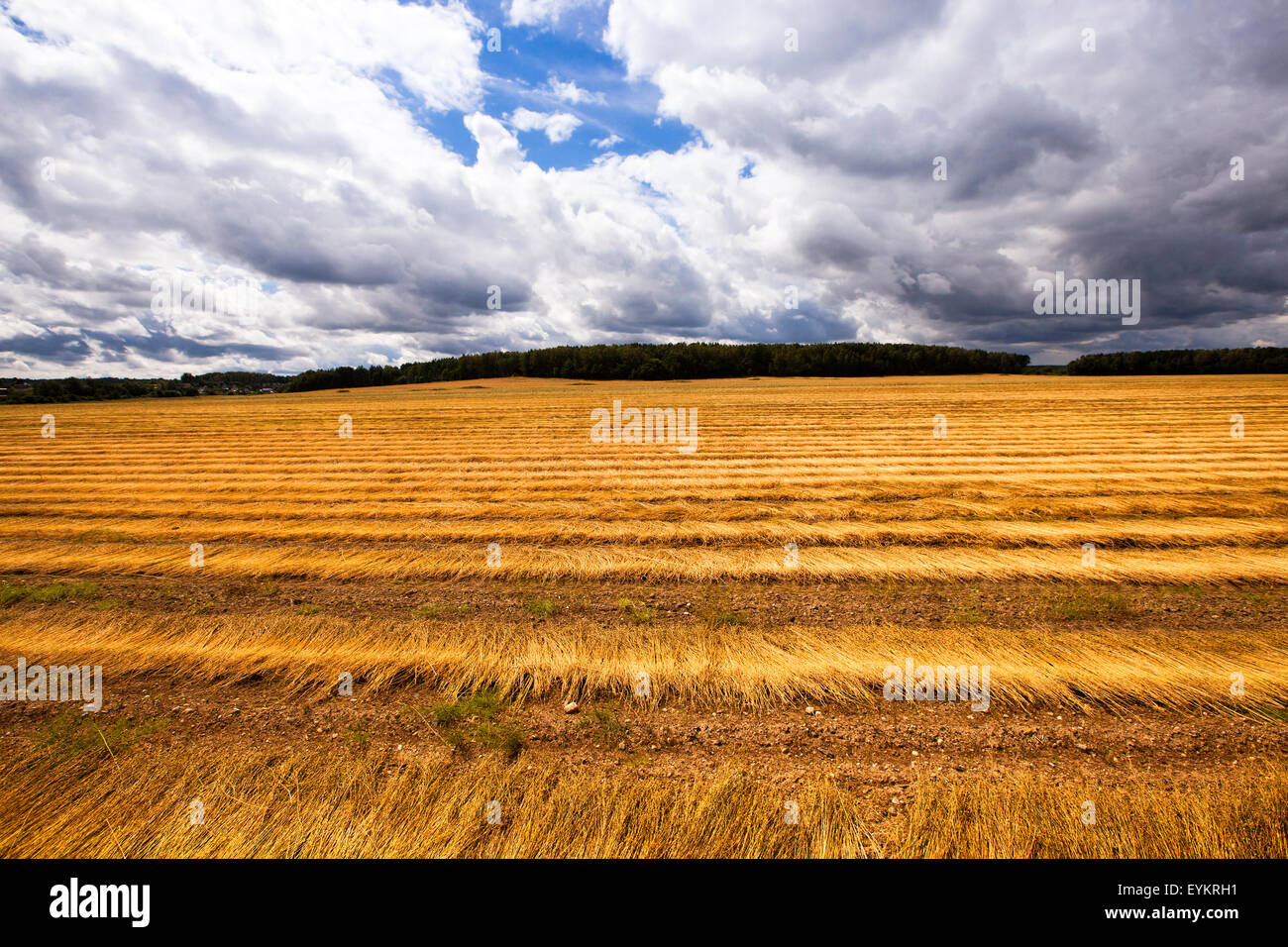 Corn flax hi-res stock photography and images - Alamy