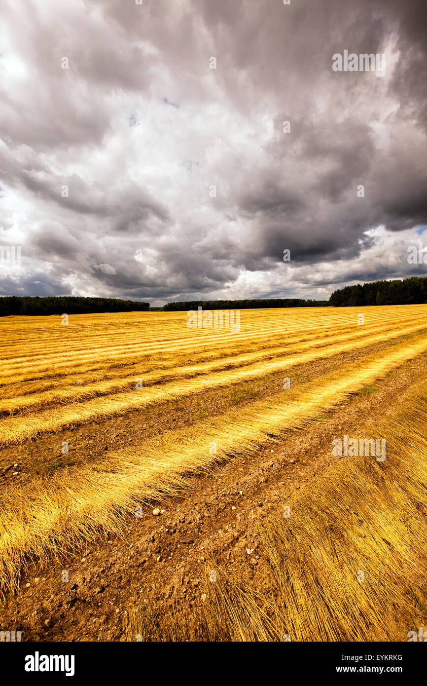 Dry flax stem hi-res stock photography and images - Alamy