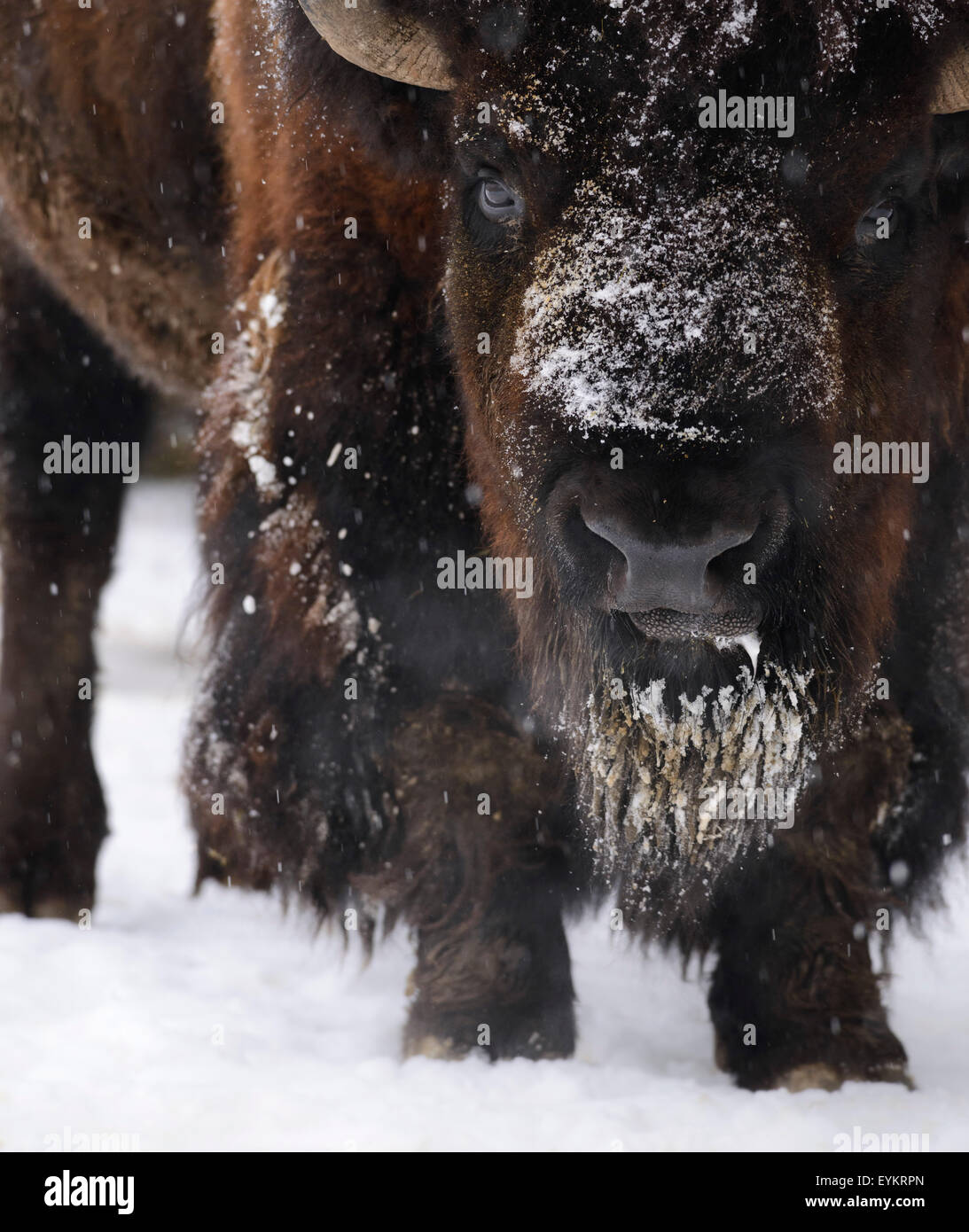 American bison, bison bison, buffalo, close-up Stock Photo - Alamy
