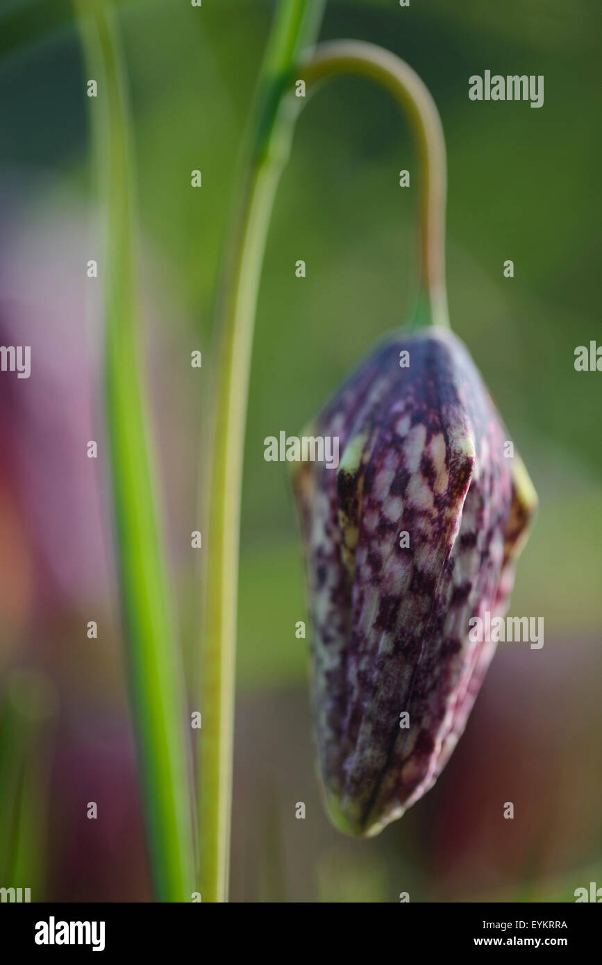 Chess flower, chess board flower, Fritillaria meleagris Stock Photo - Alamy