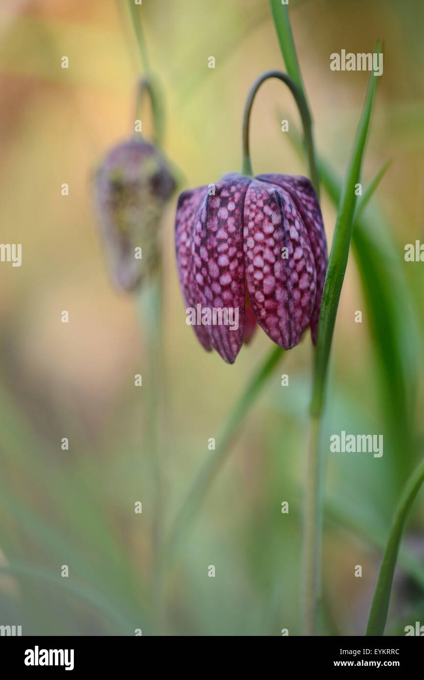 Chess flower, chess board flower, Fritillaria meleagris Stock Photo - Alamy