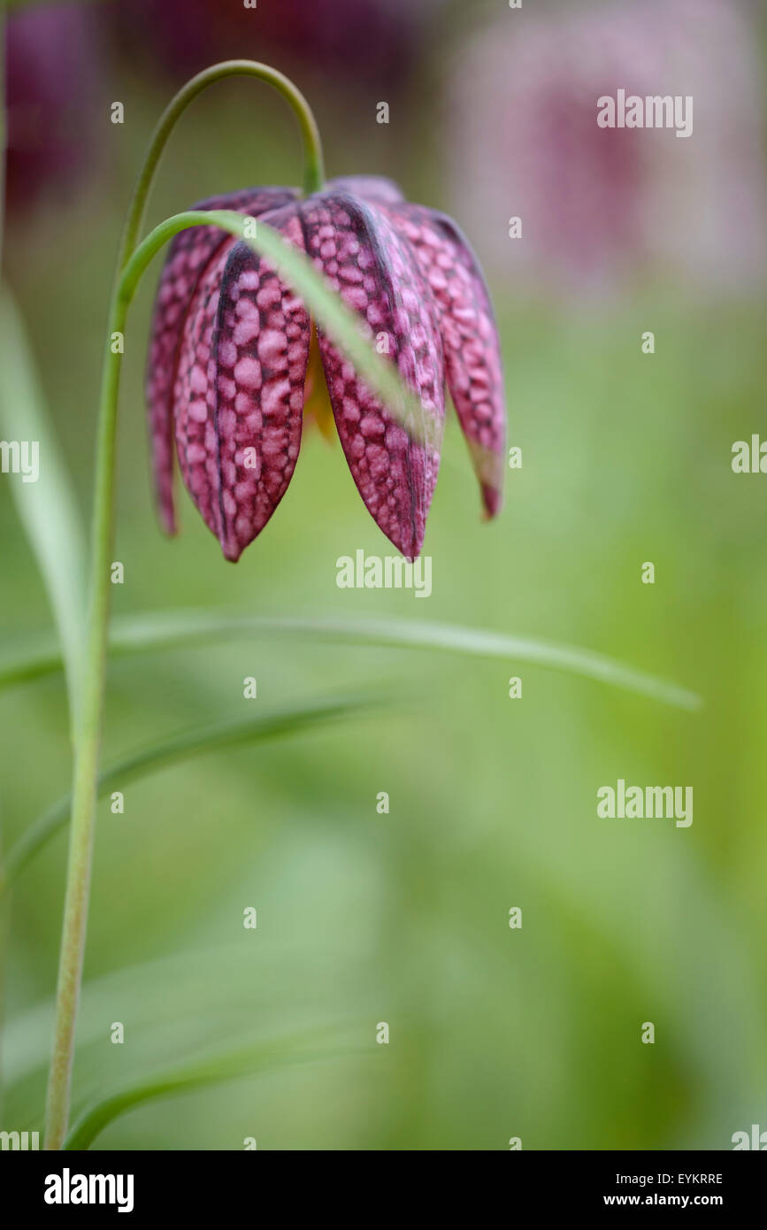 Chess board close up wet hi-res stock photography and images - Alamy