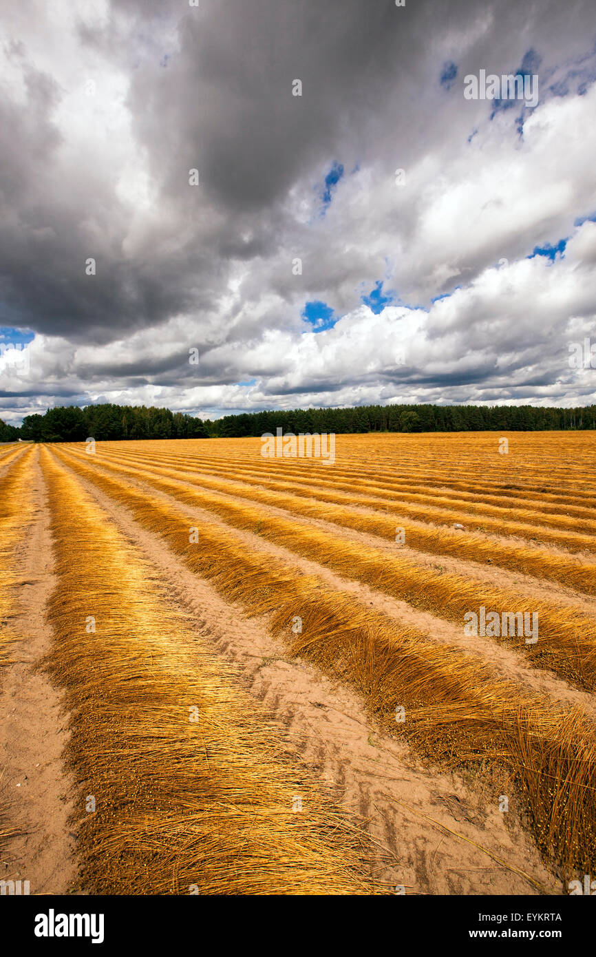 Corn flax hi-res stock photography and images - Alamy