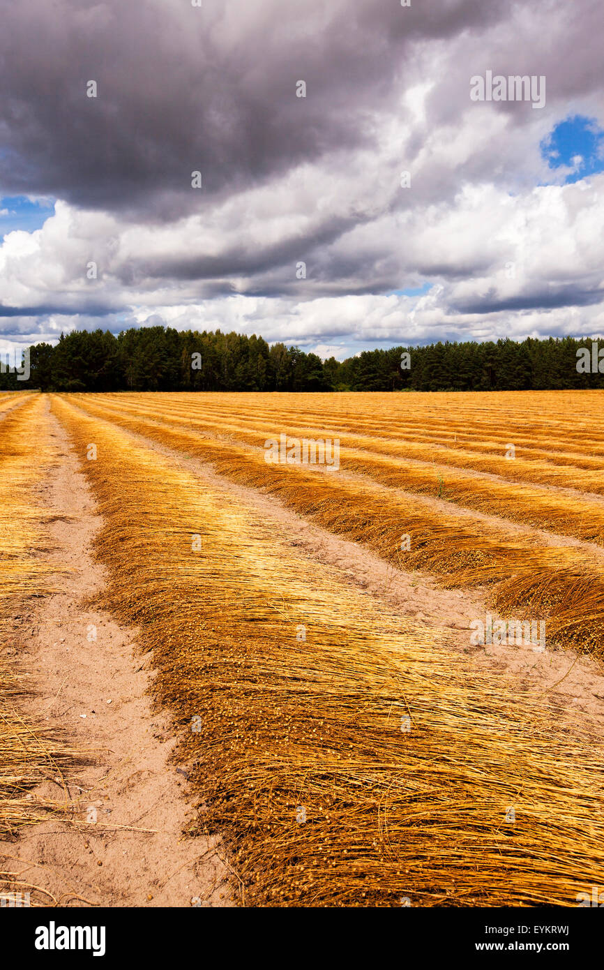 Dry flax stem hi-res stock photography and images - Alamy
