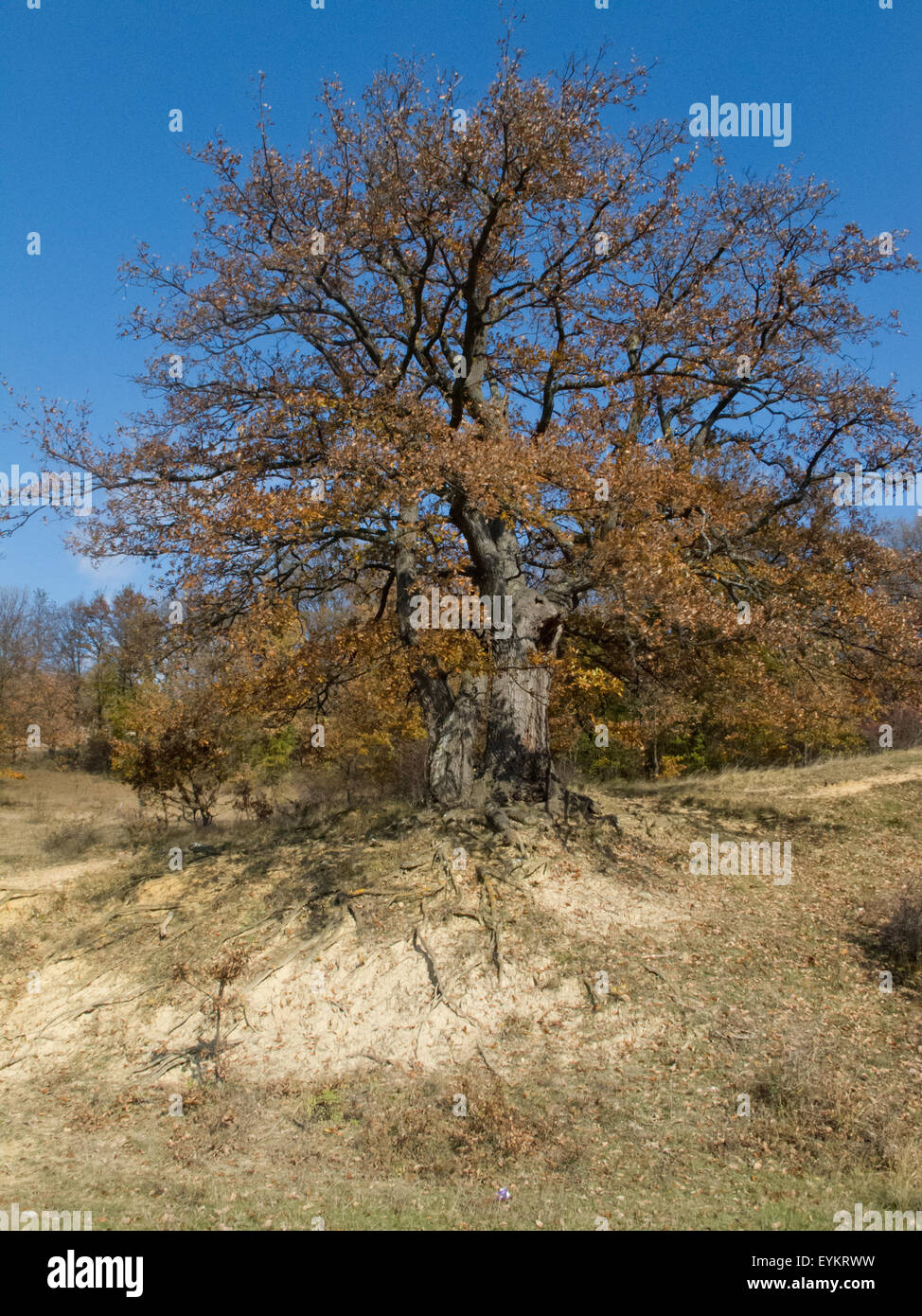 Tree slump hi-res stock photography and images - Alamy