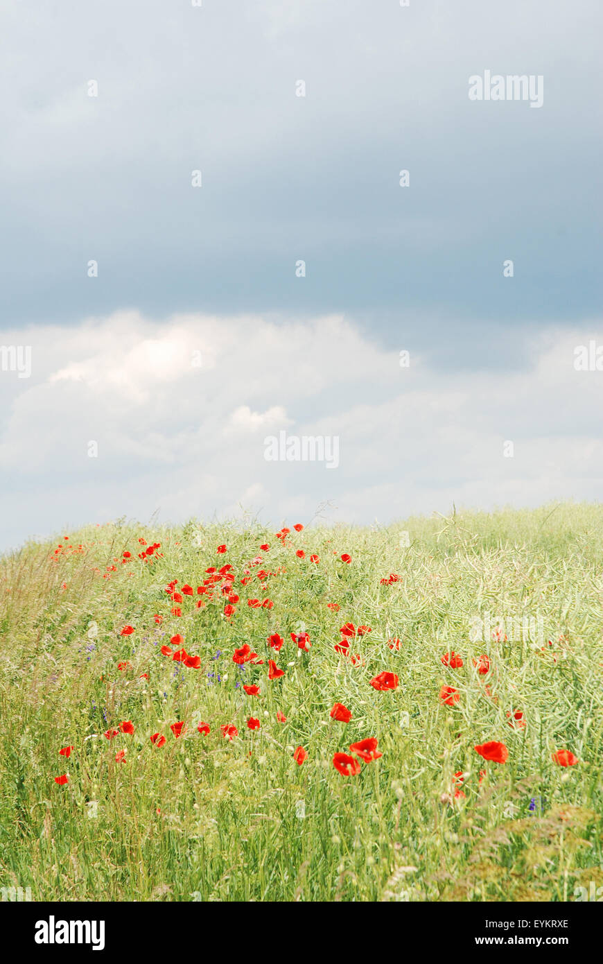 Windy poppy field hi-res stock photography and images - Alamy