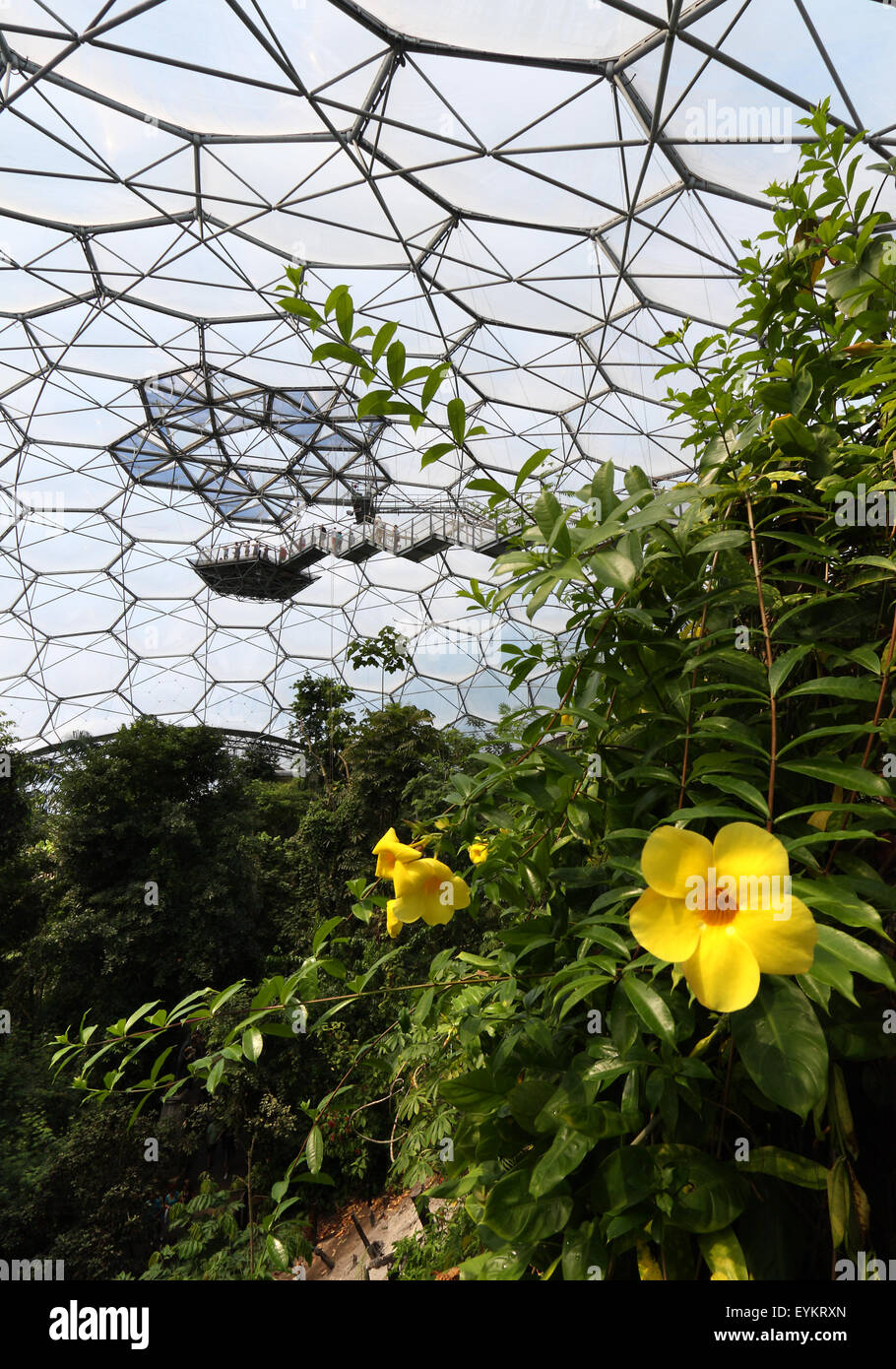 Inside the rainforest biome at the Eden Project, St Austell, Cornwall ...