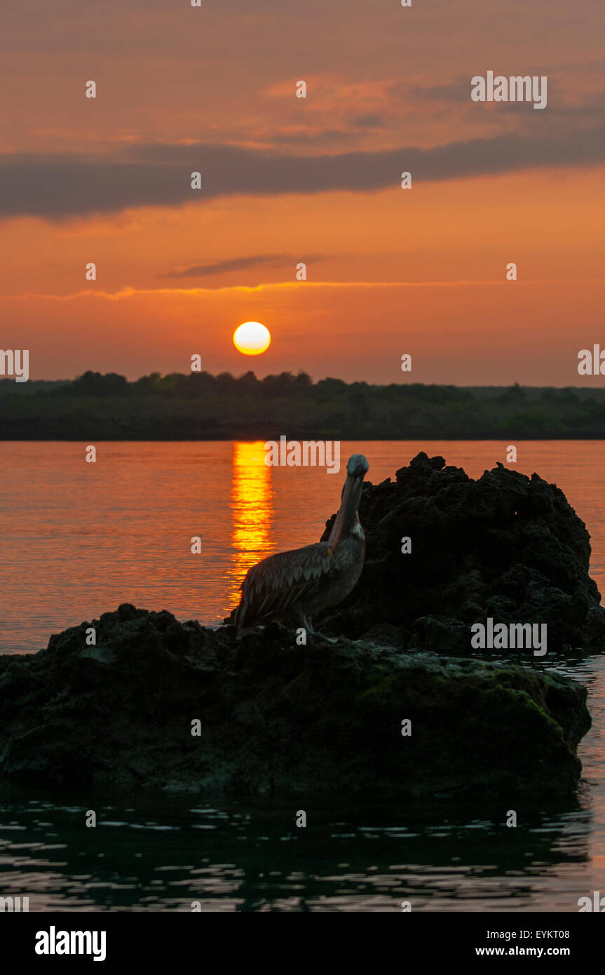Elizabeth bay galapagos hi-res stock photography and images - Alamy