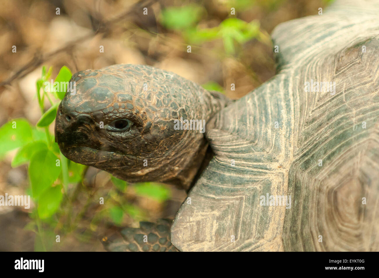 Giant Tortoise at Urbina Bay, Isabela Island, Galapagos Islands ...