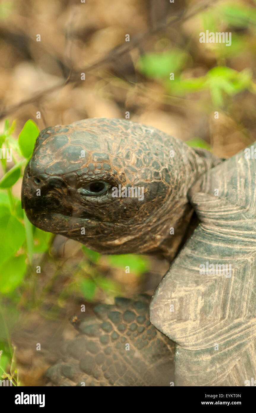 Giant Tortoise at Urbina Bay, Isabela Island, Galapagos Islands ...