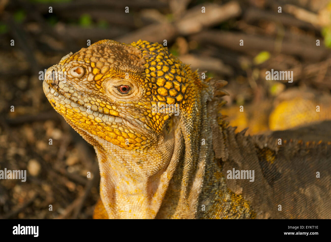 Isabela island galapagos iguana hi-res stock photography and images - Alamy