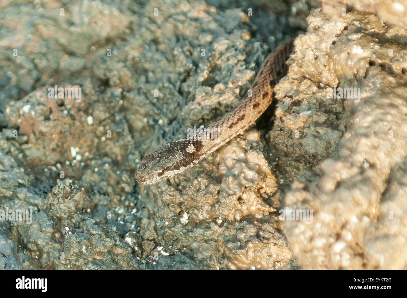 Alsophis dorsalis, Galapagos Snake, Fernandina Island, Galapagos ...