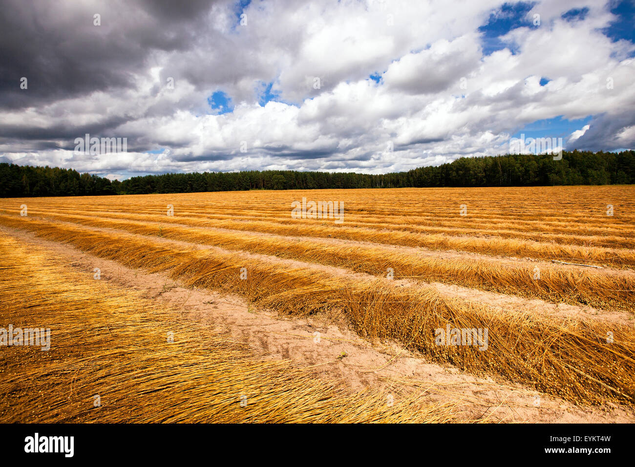 Corn flax hi-res stock photography and images - Alamy