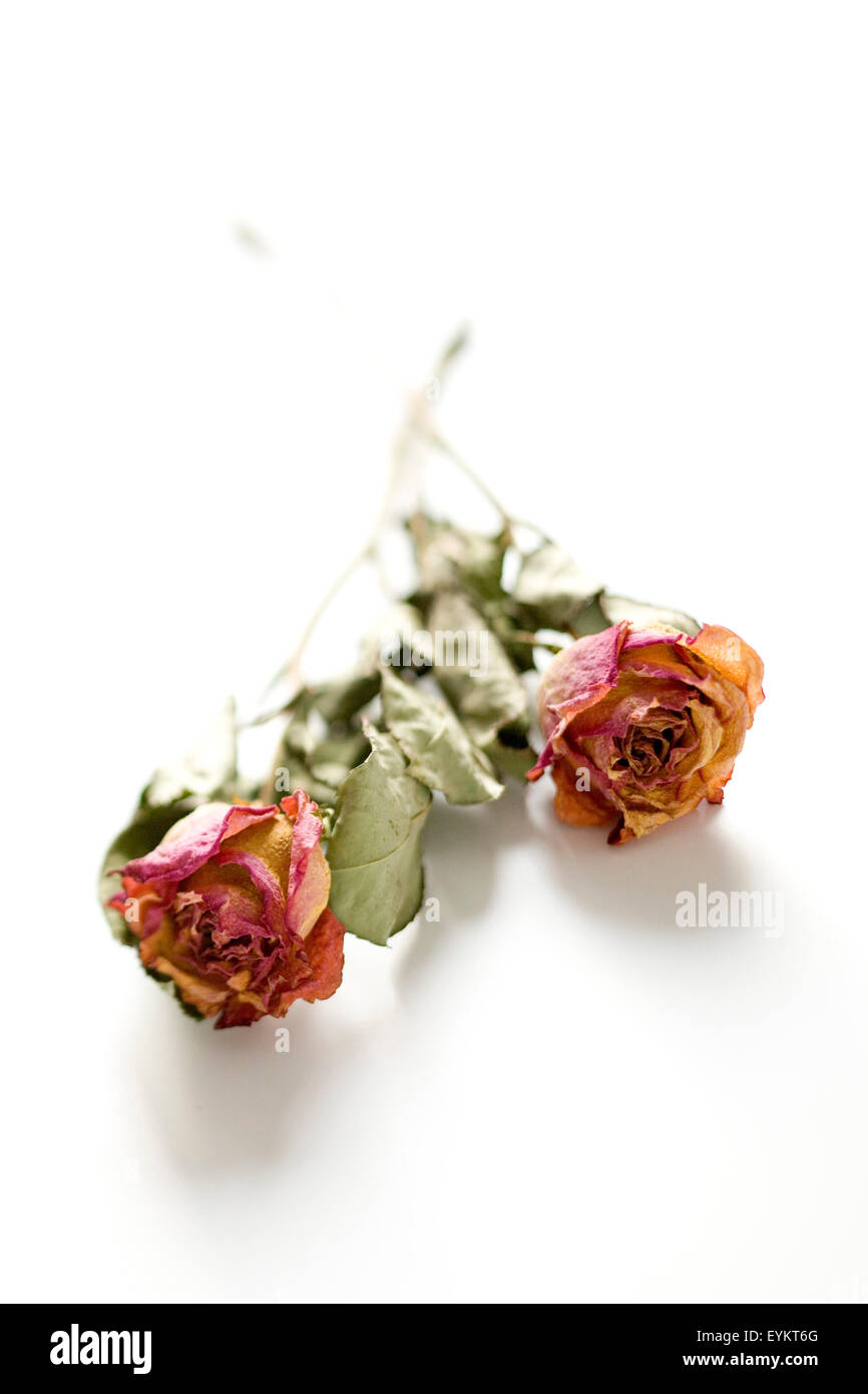 two dried red roses Stock Photo - Alamy