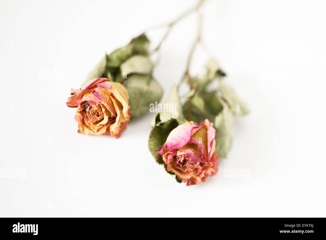 Dried roses and withered roses hi-res stock photography and images - Alamy
