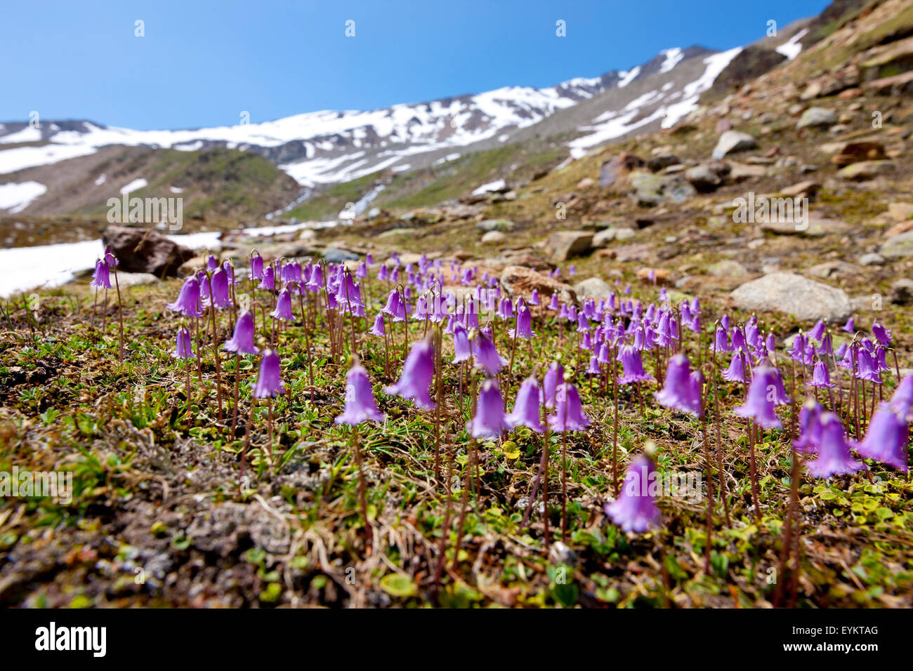 Soldanella alpina snow hi-res stock photography and images - Alamy
