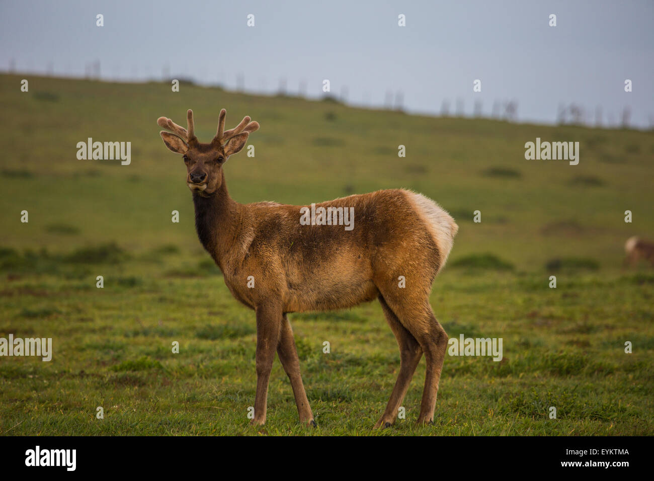 Tule elk standing in a field at Point Reyes National Seashore Stock ...