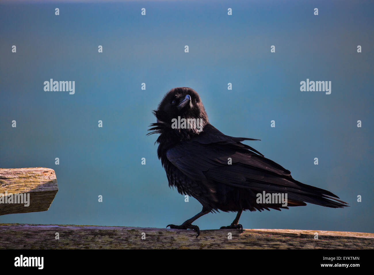 Raven standing on a fence rail at the Point Reyes National Seashore ...