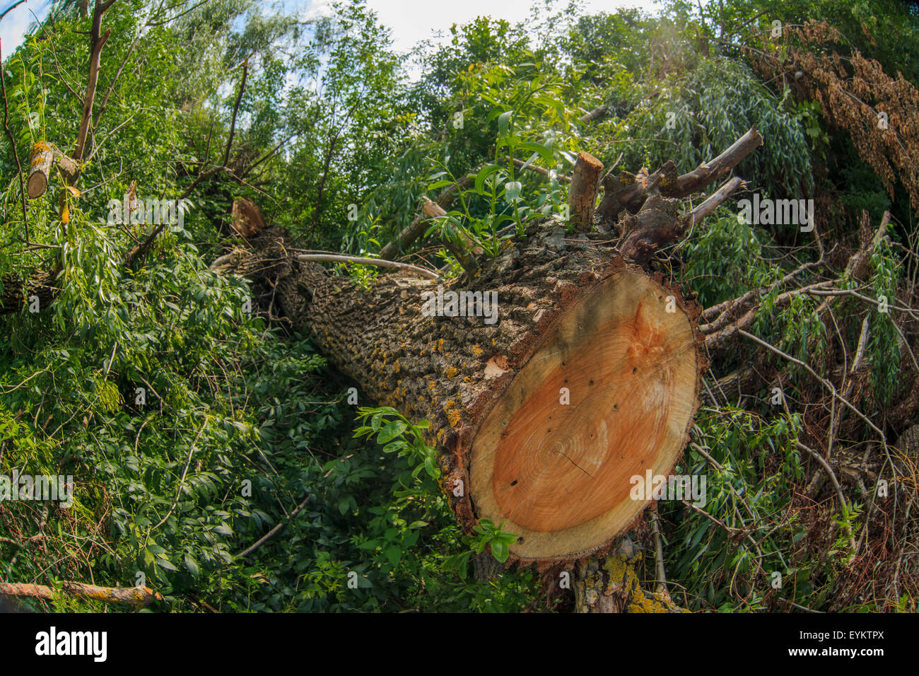 cut down the trees in forest landscape nature background for Stock ...