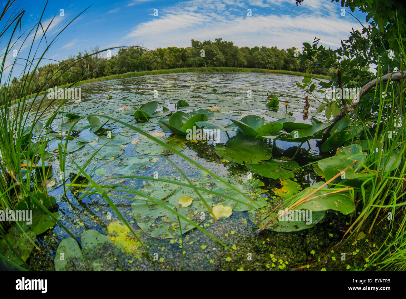 lake with water lilies pond nature landscape on background of bl Stock ...